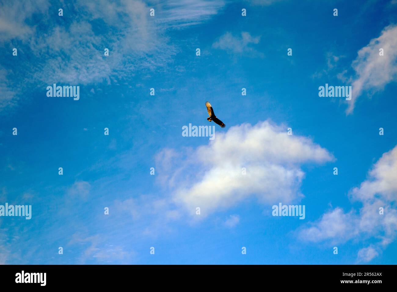 Distant bird hi-res stock photography and images - Alamy