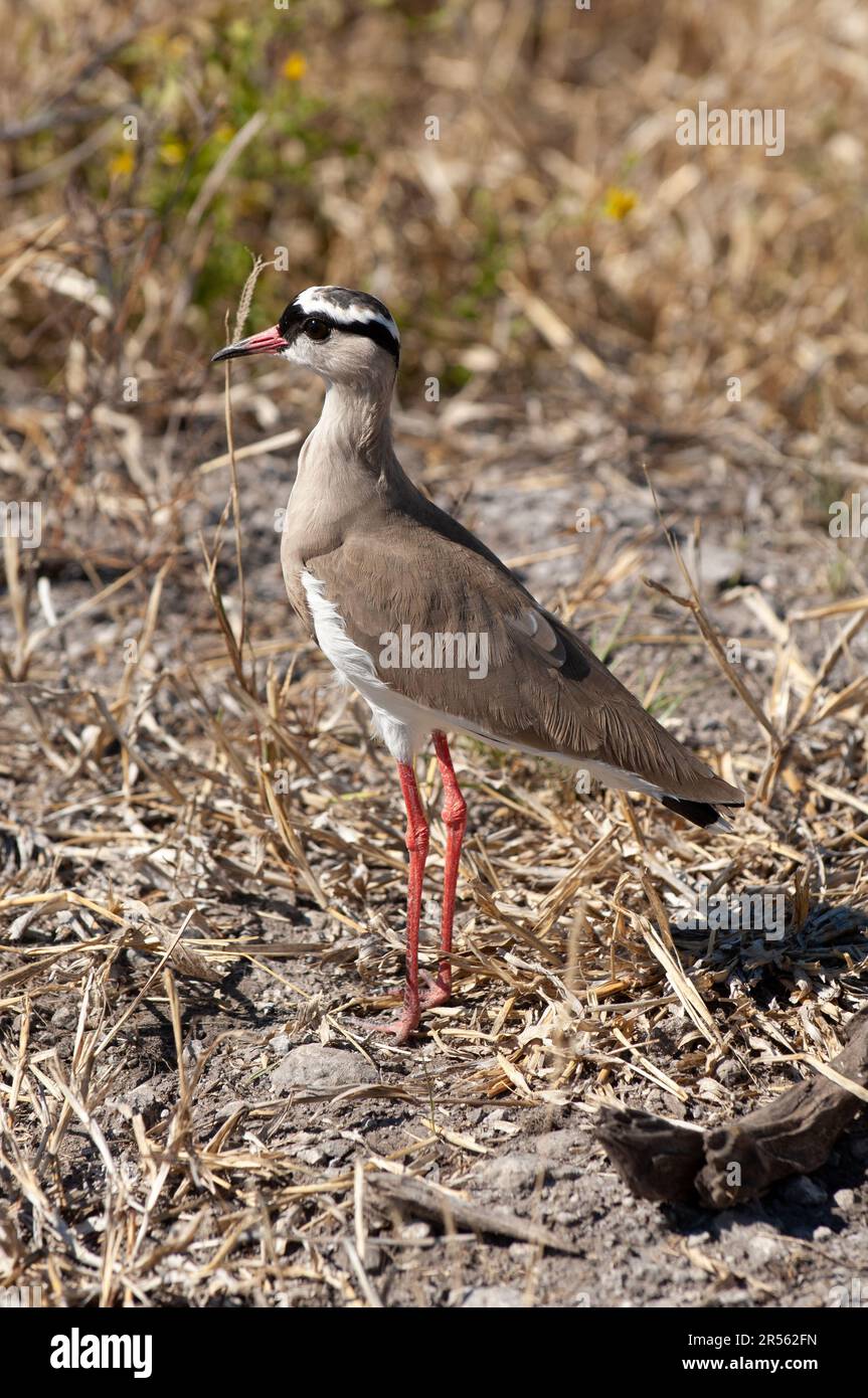 Crowned Plover (Vanellus coronatus) also known as Crowned Lapwing seen ...