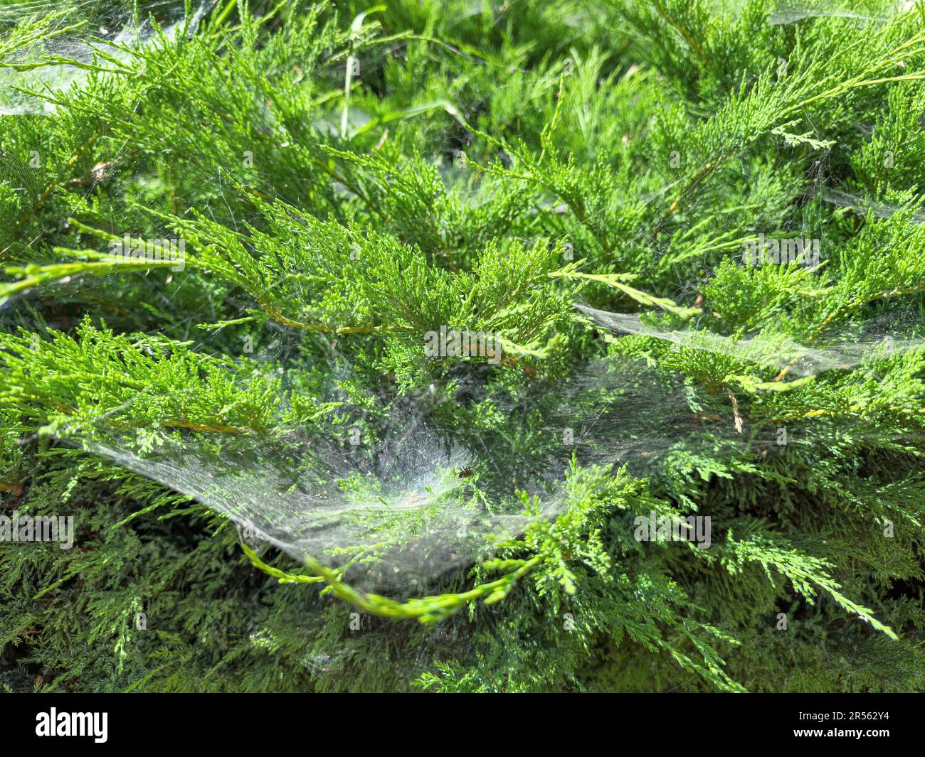 Spider nest on a bush Stock Photo - Alamy