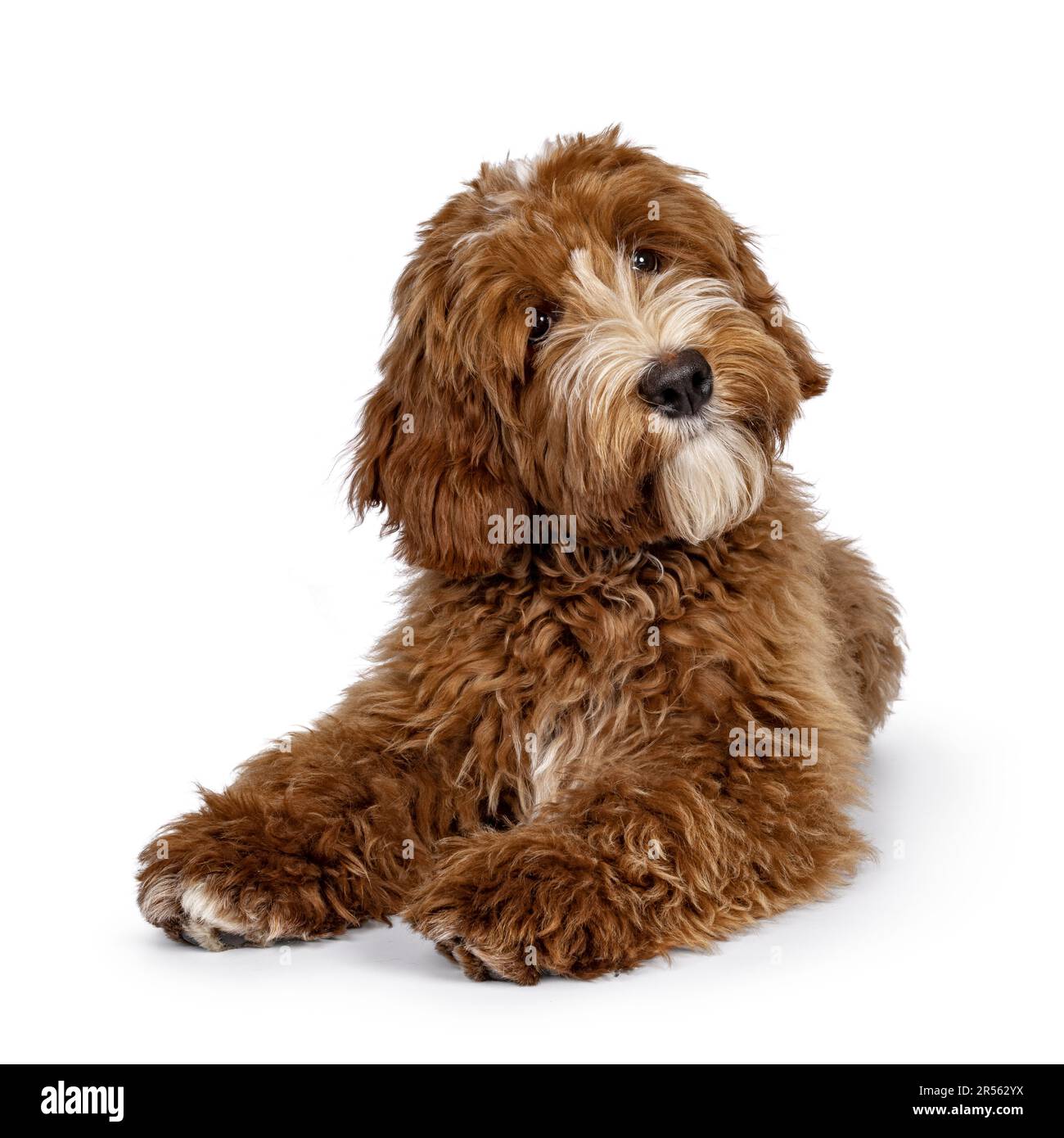 Cute red with white spots Labradoodle dog, laying down facing front ...