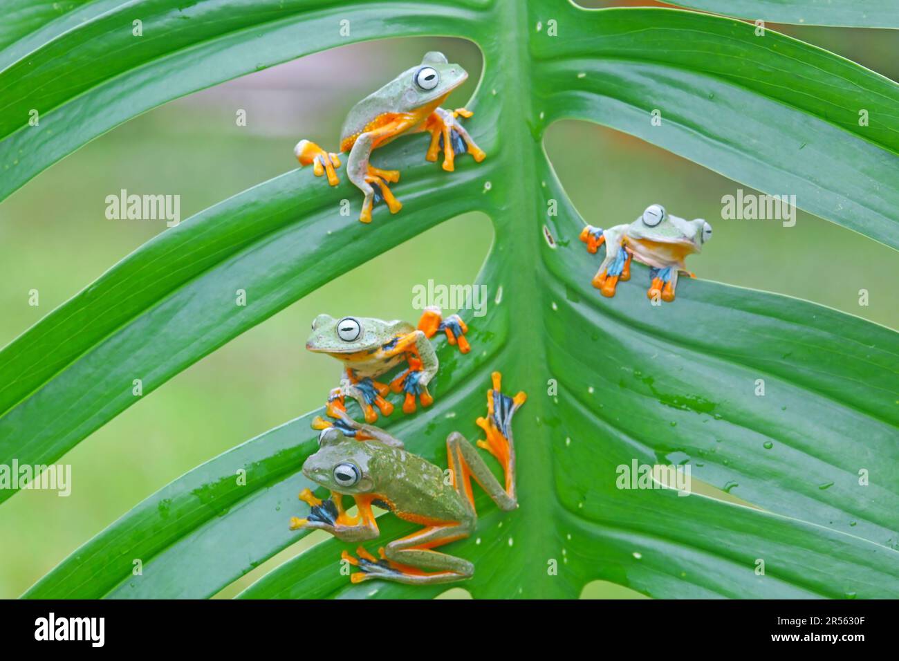Four Gliding tree frogs (Rhacophorus reinwardtii) sitting on a leaf ...