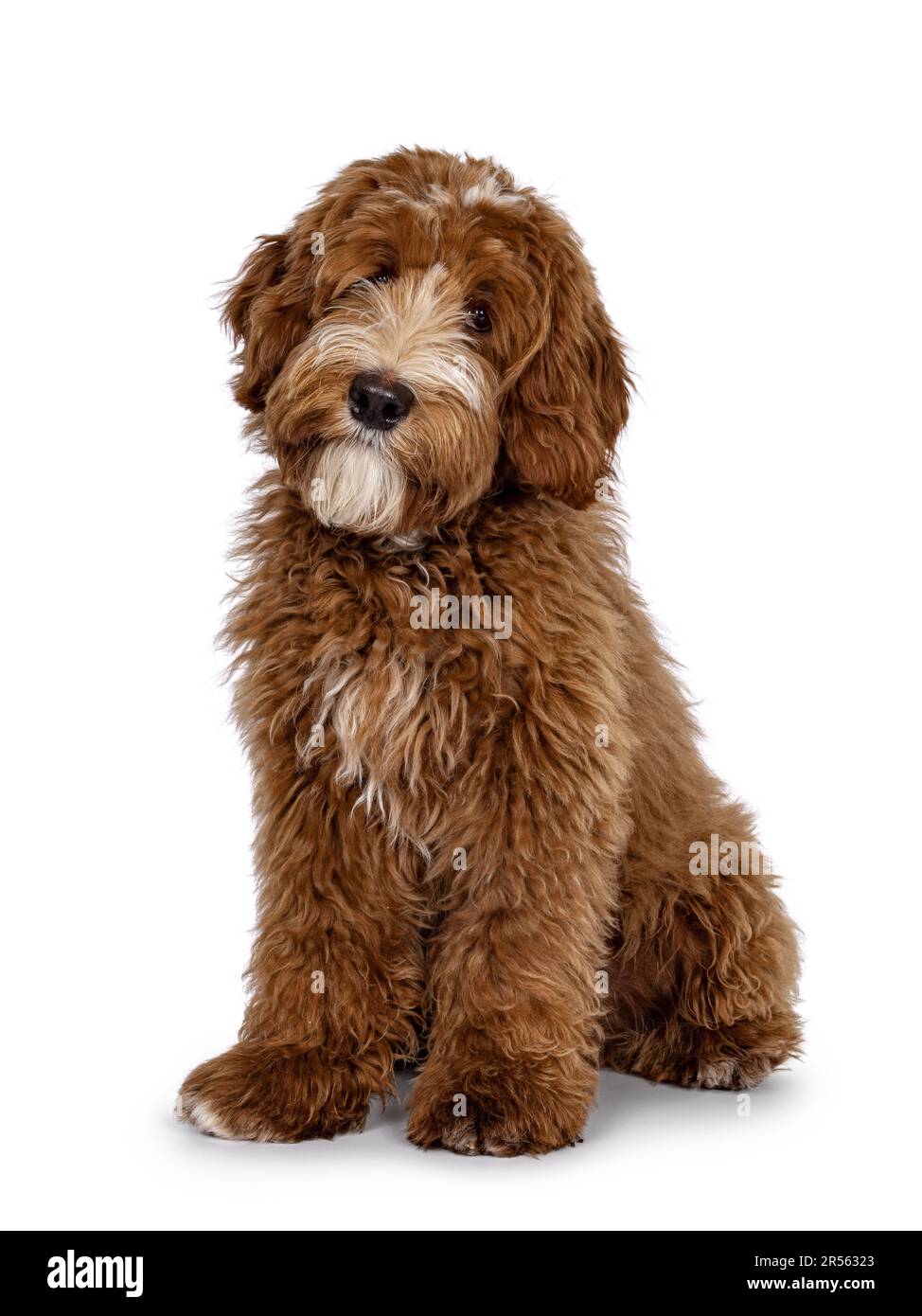 Cute red with white spots Labradoodle dog, sitting up slightly side ...