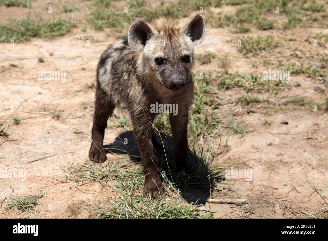Portrait of a young hyaena cub in the bush, South Africa Stock Photo ...