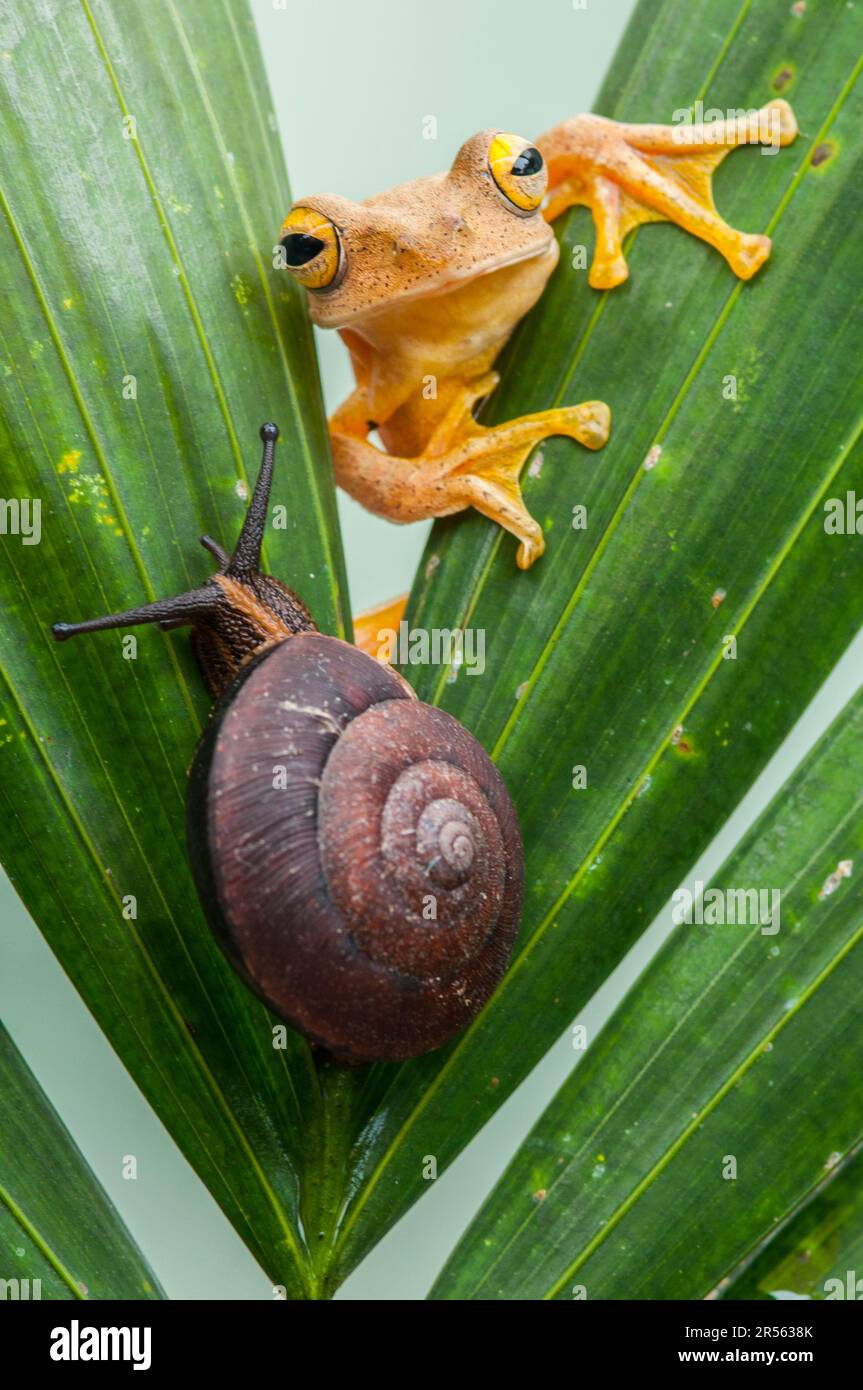 Javan frog on a plant with a snail, Indonesia Stock Photo - Alamy
