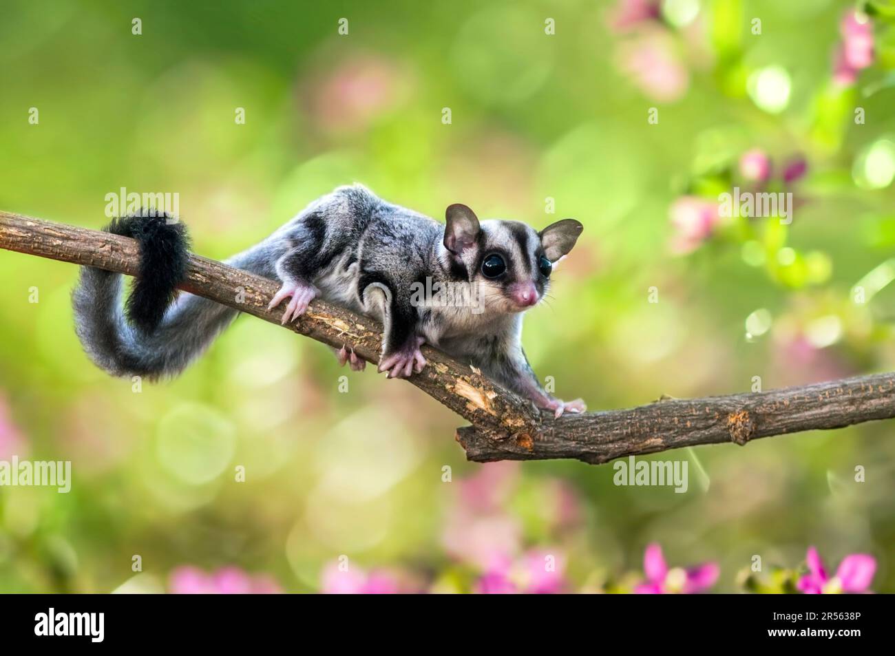 Sugar glider hi-res stock photography and images - Alamy