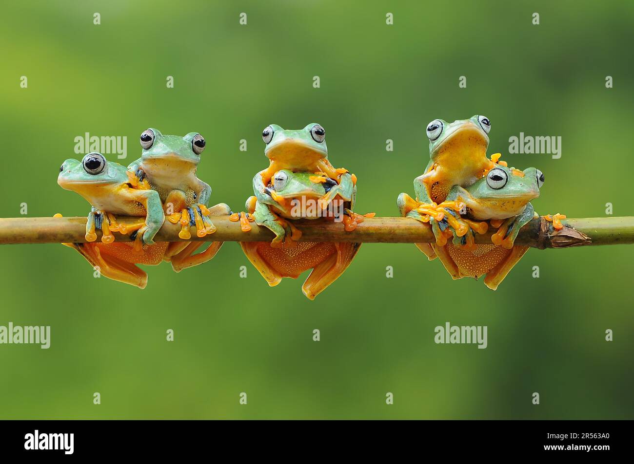 Six javan tree frogs sitting on a branch, Indonesia Stock Photo - Alamy