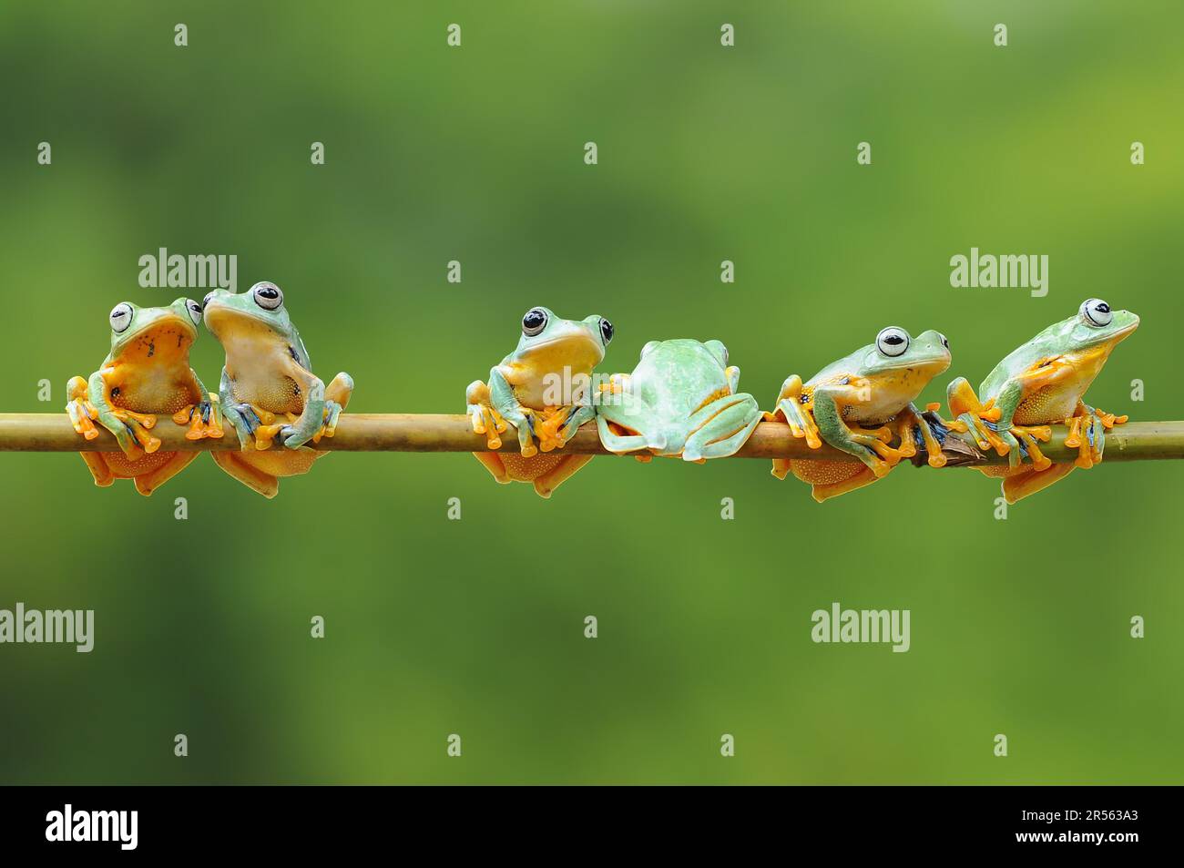 Six javan tree frogs sitting on a branch with one facing the other way ...