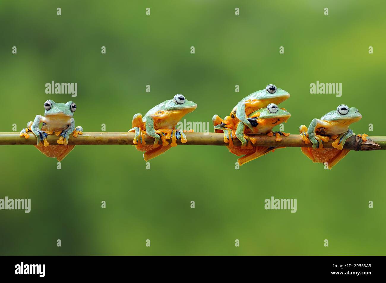 Group of the six animal hi-res stock photography and images - Alamy
