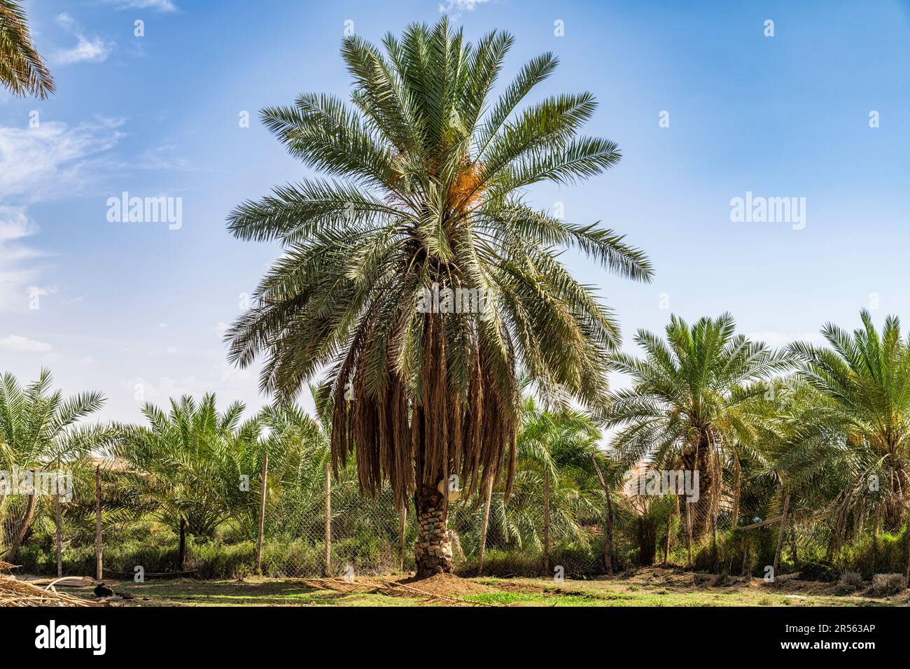 Date Palm Trees - views Stock Photo - Alamy