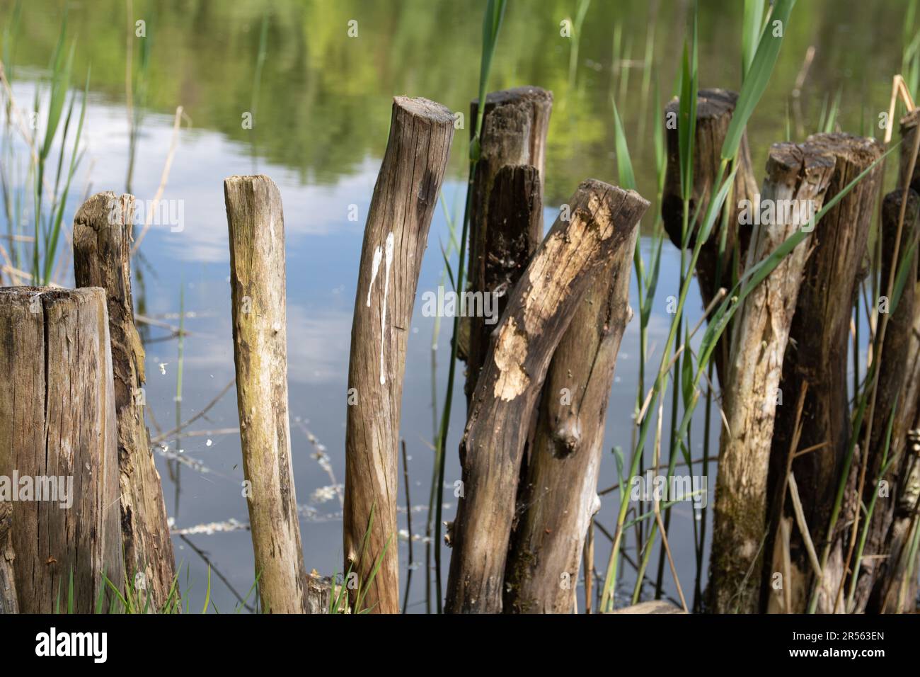 Reflection wooden fence in lake hi-res stock photography and images - Alamy