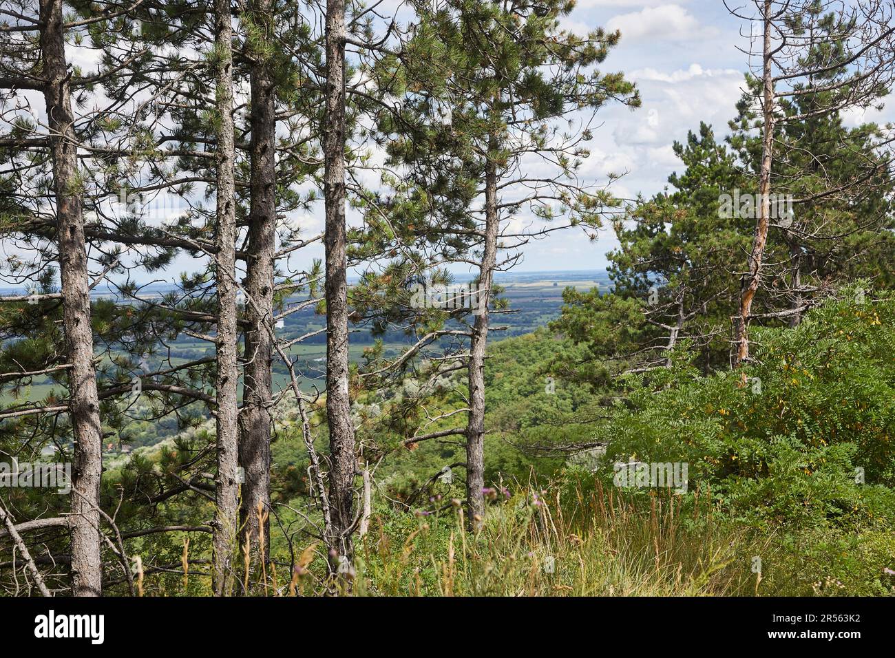 Hiking in summer, pine trees Stock Photo - Alamy