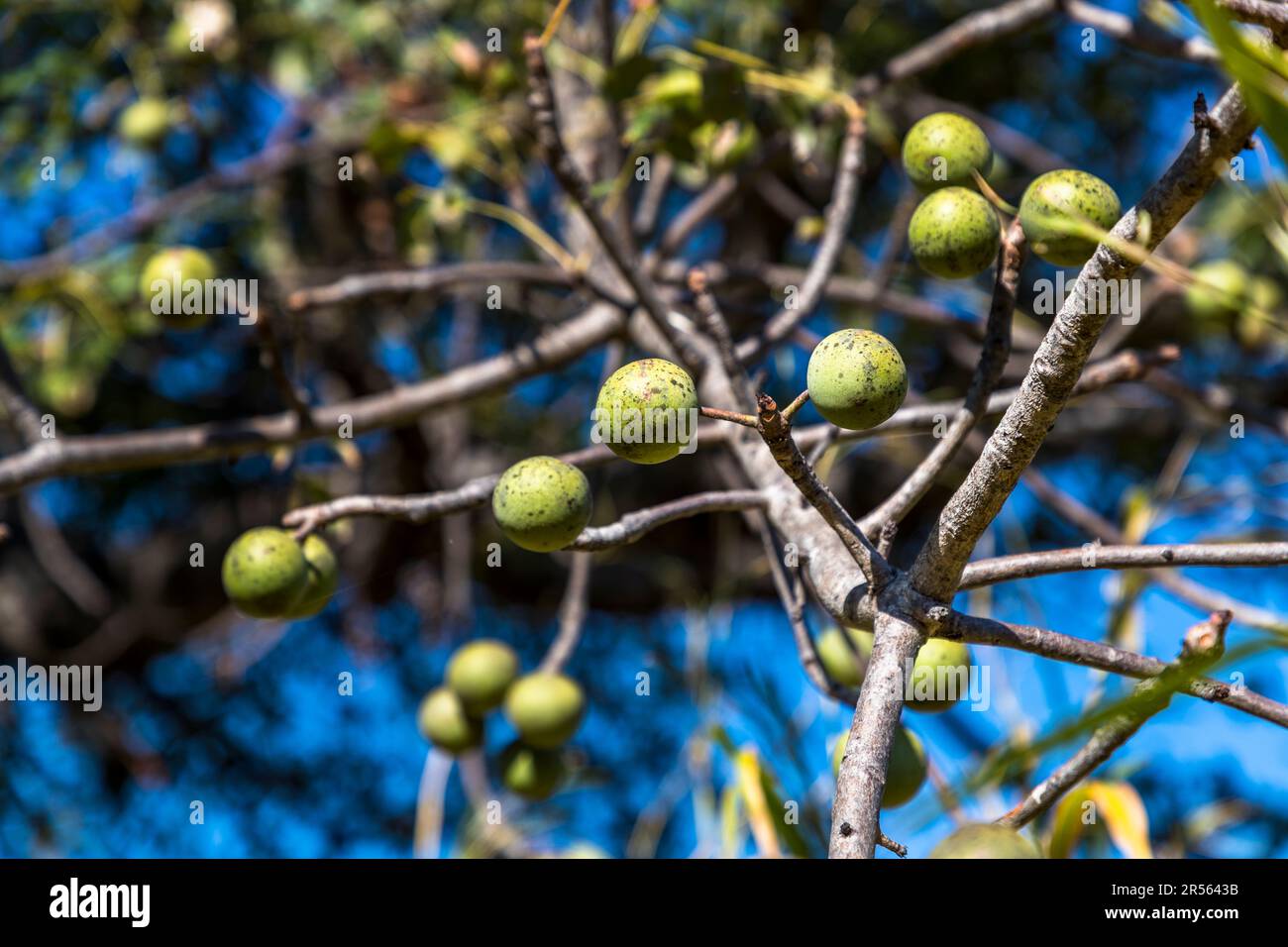 Fruits on a tree in Kasankha, Malawi Stock Photo - Alamy