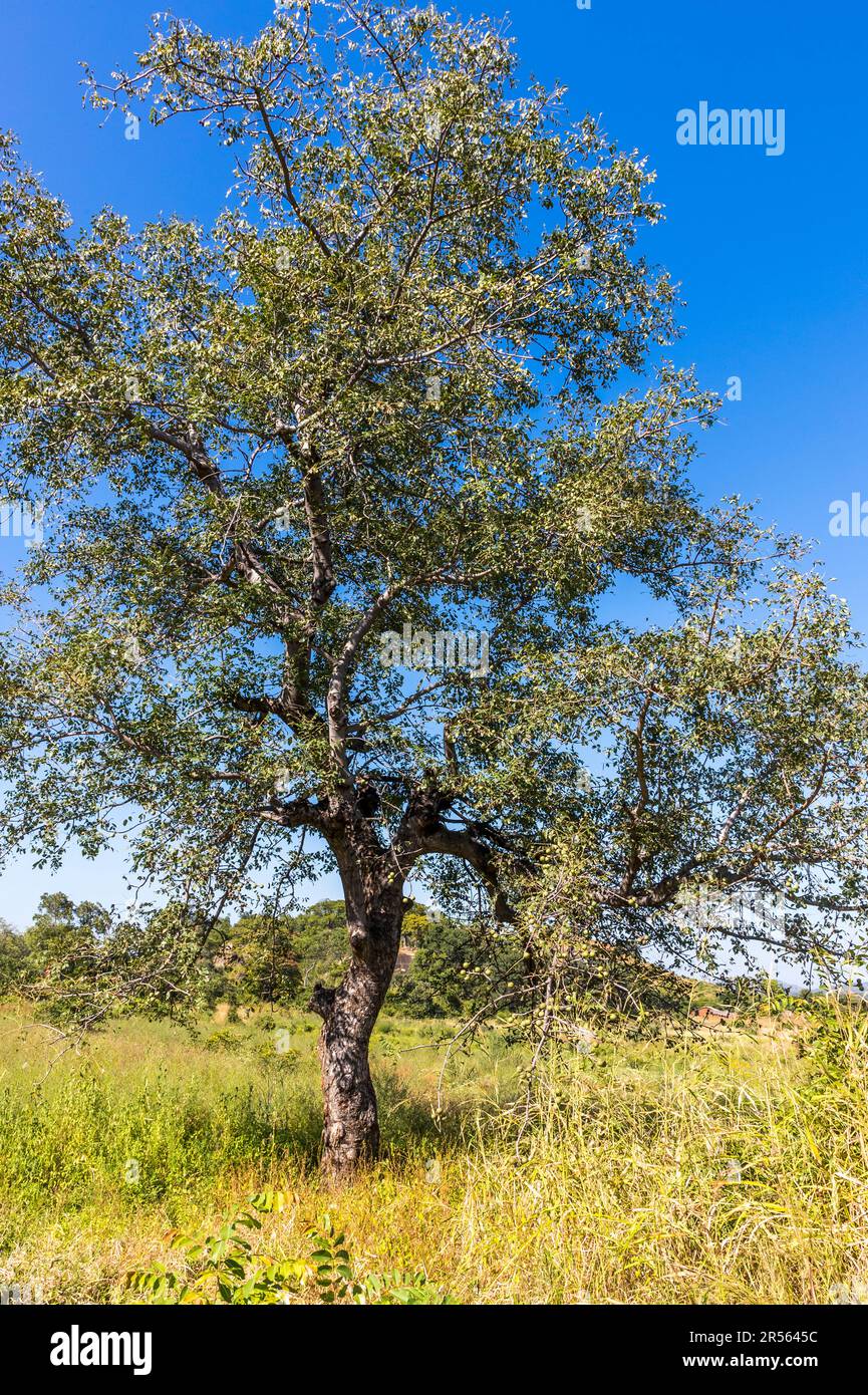 Fruits on a tree in Kasankha, Malawi Stock Photo - Alamy