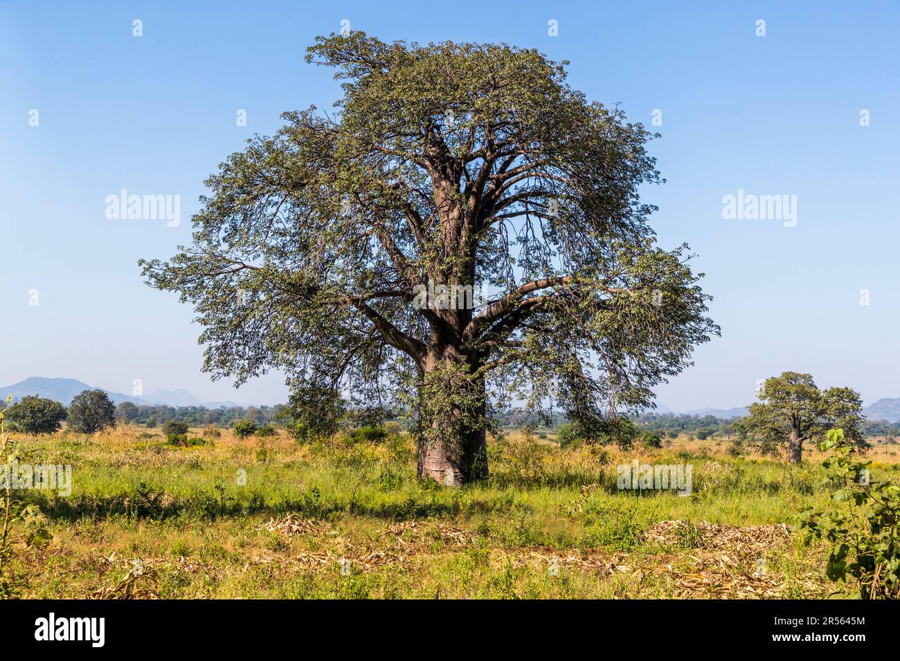 Baobab is one of the best known trees in Africa and is also known as ...