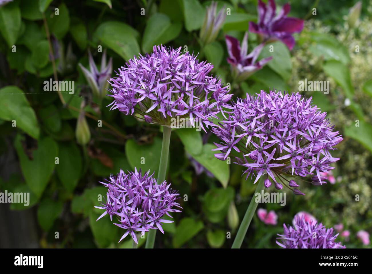 Alliums and clematis hi-res stock photography and images - Alamy