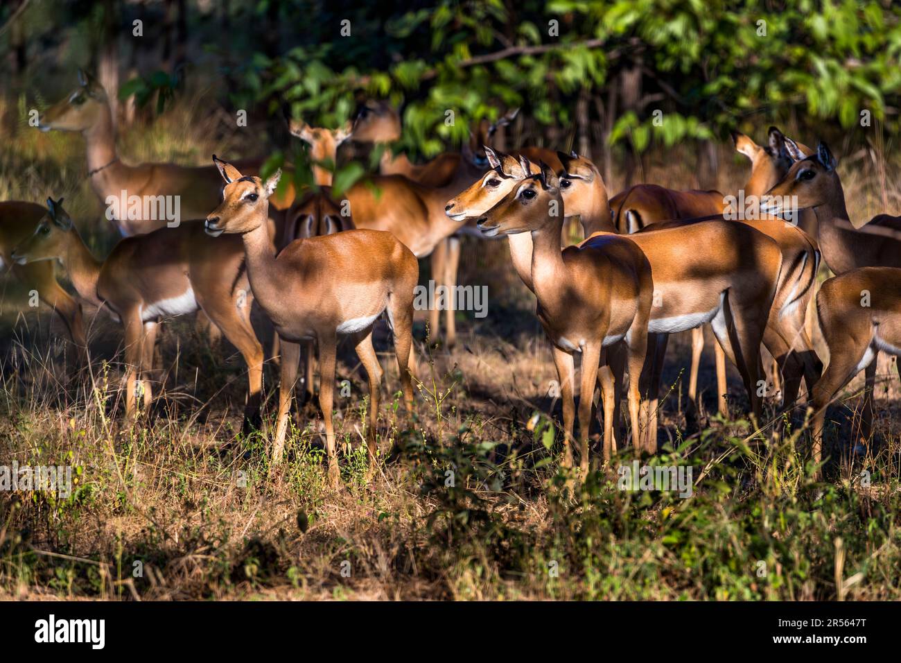 Impala antelopes in Liwonde National Park. Attentively all animals of a ...