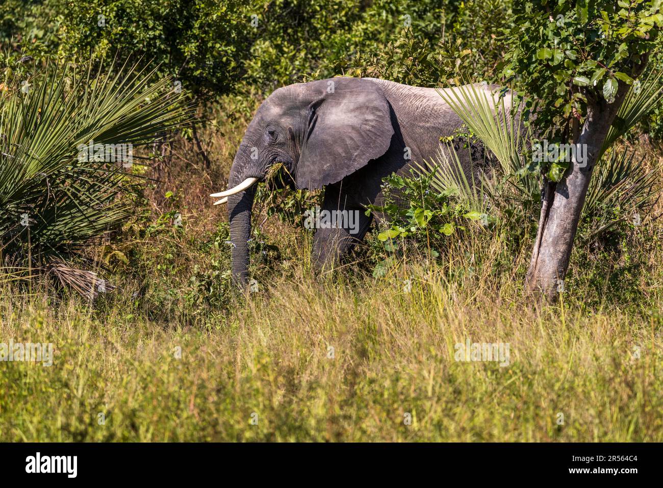 Elephants can smell the direction of odors with their trunks over long ...