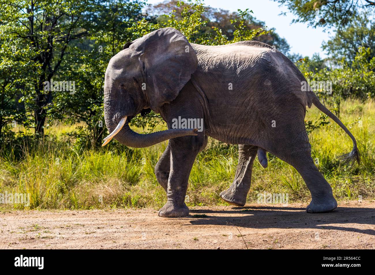 Elephants can smell the direction of odors with their trunks over long ...