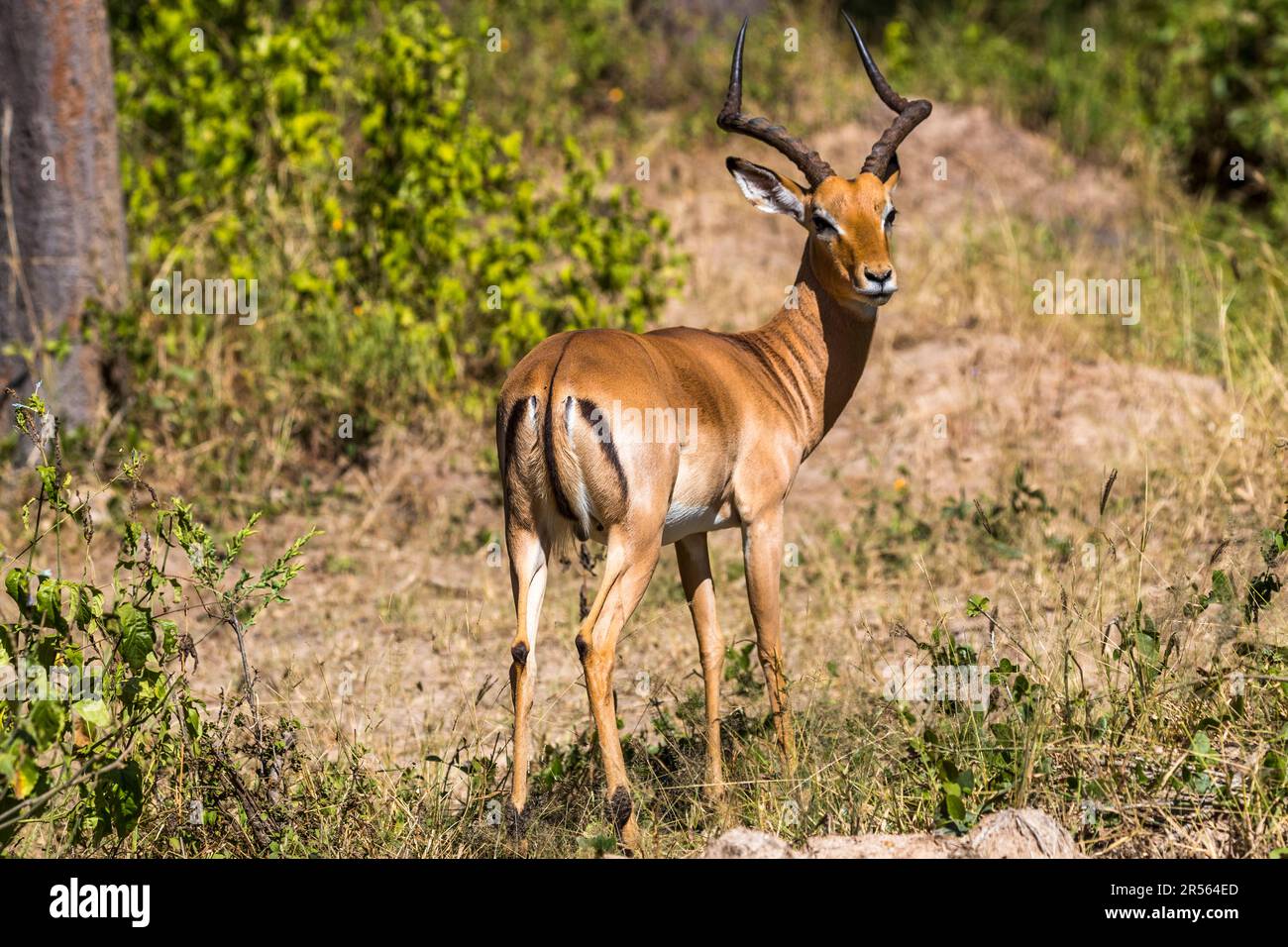 The springbok and the impala hi-res stock photography and images - Alamy