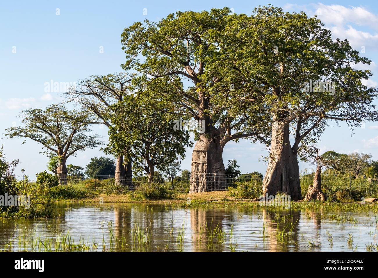The largest baobab species is the African baobab (Adansonia digitata ...