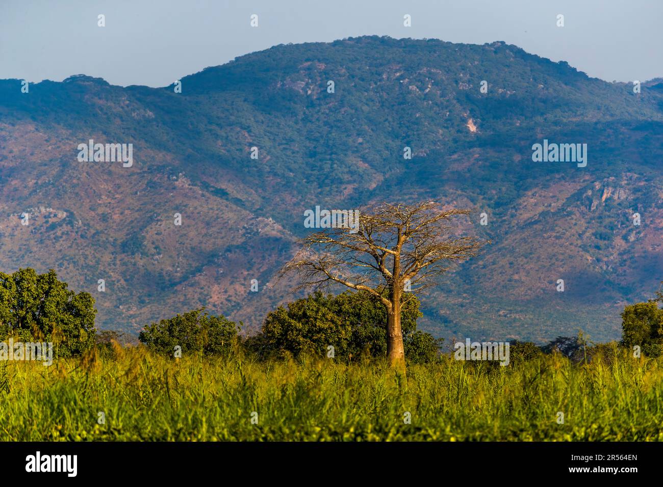 Evening atmosphere on the Shire River. Liwonde National Park, Malawi ...