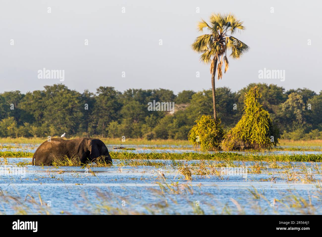 Evening atmosphere with elephants on the Shire River. Bathing elephant ...