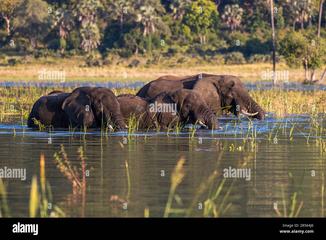 Evening atmosphere with elephants on the Shire River. Liwonde National ...