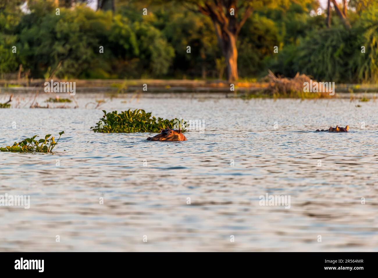 Evening atmosphere with Hippos on the Shire River. Liwonde National ...