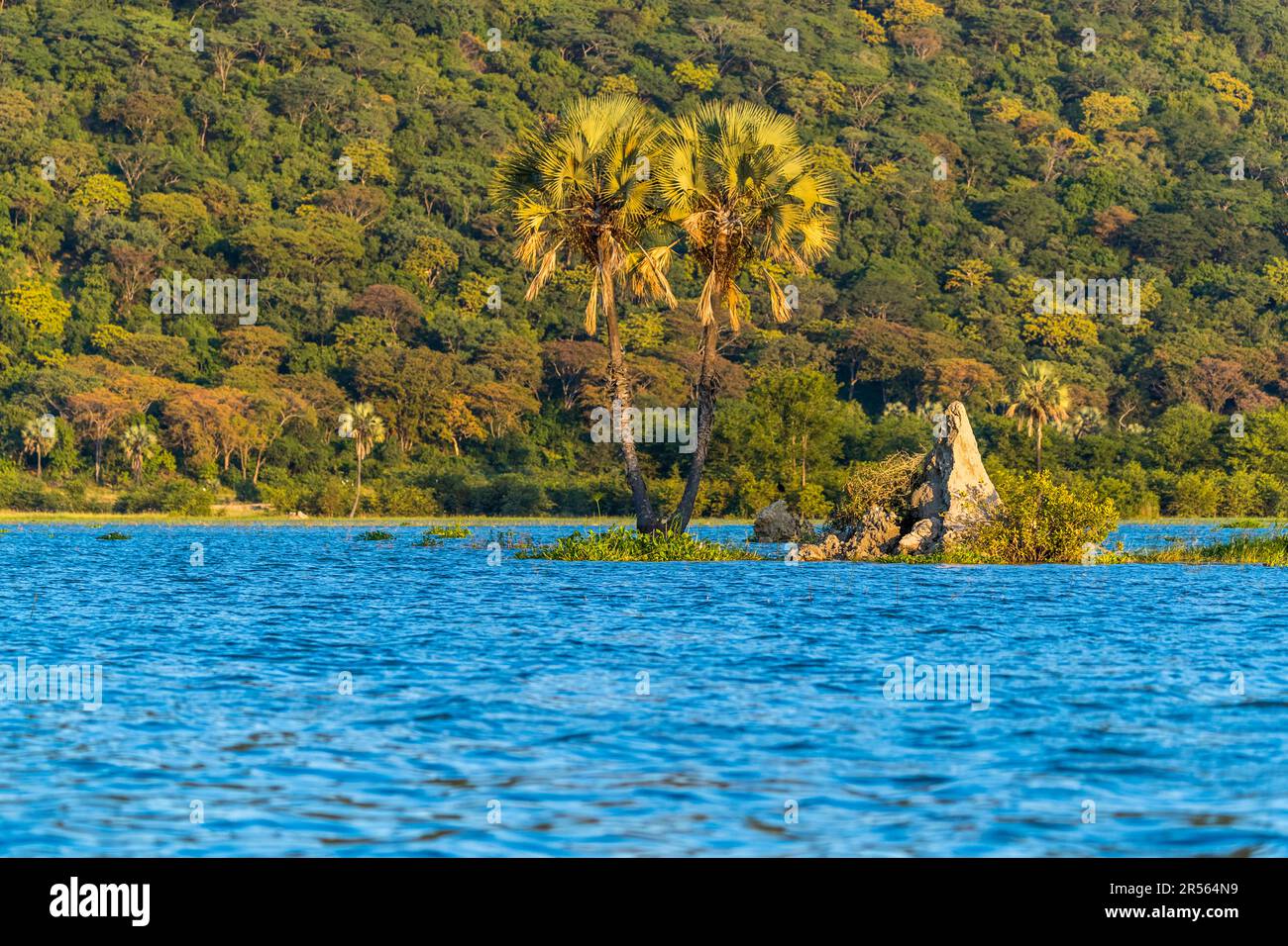 Evening atmosphere on the Shire River. Liwonde National Park, Malawi ...