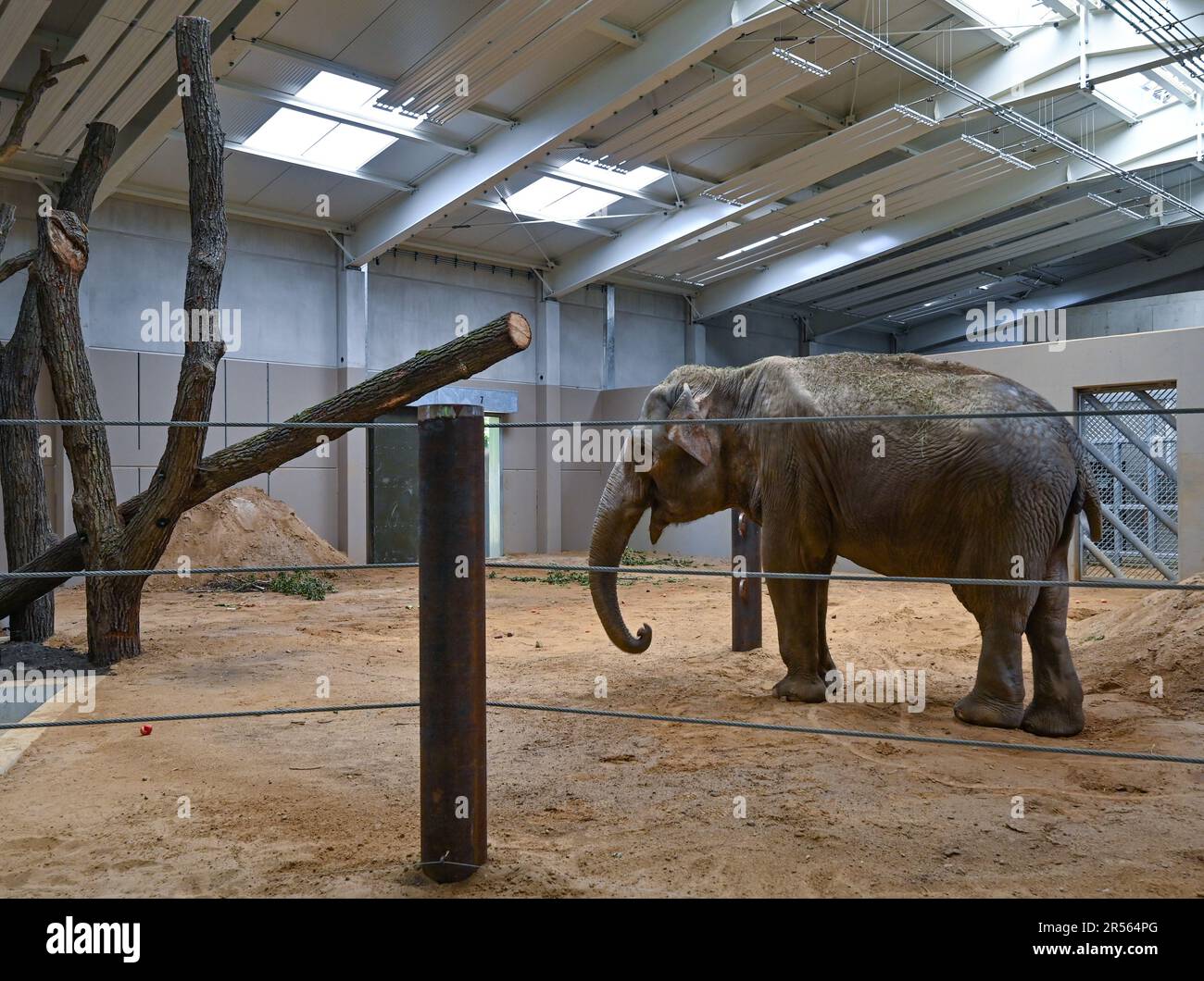 Cottbus, Germany. 01st June, 2023. The Asian elephant cow Don Chung ...