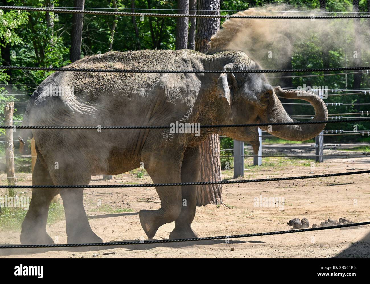 Cottbus, Germany. 01st June, 2023. The Asian elephant cow Don Chung ...