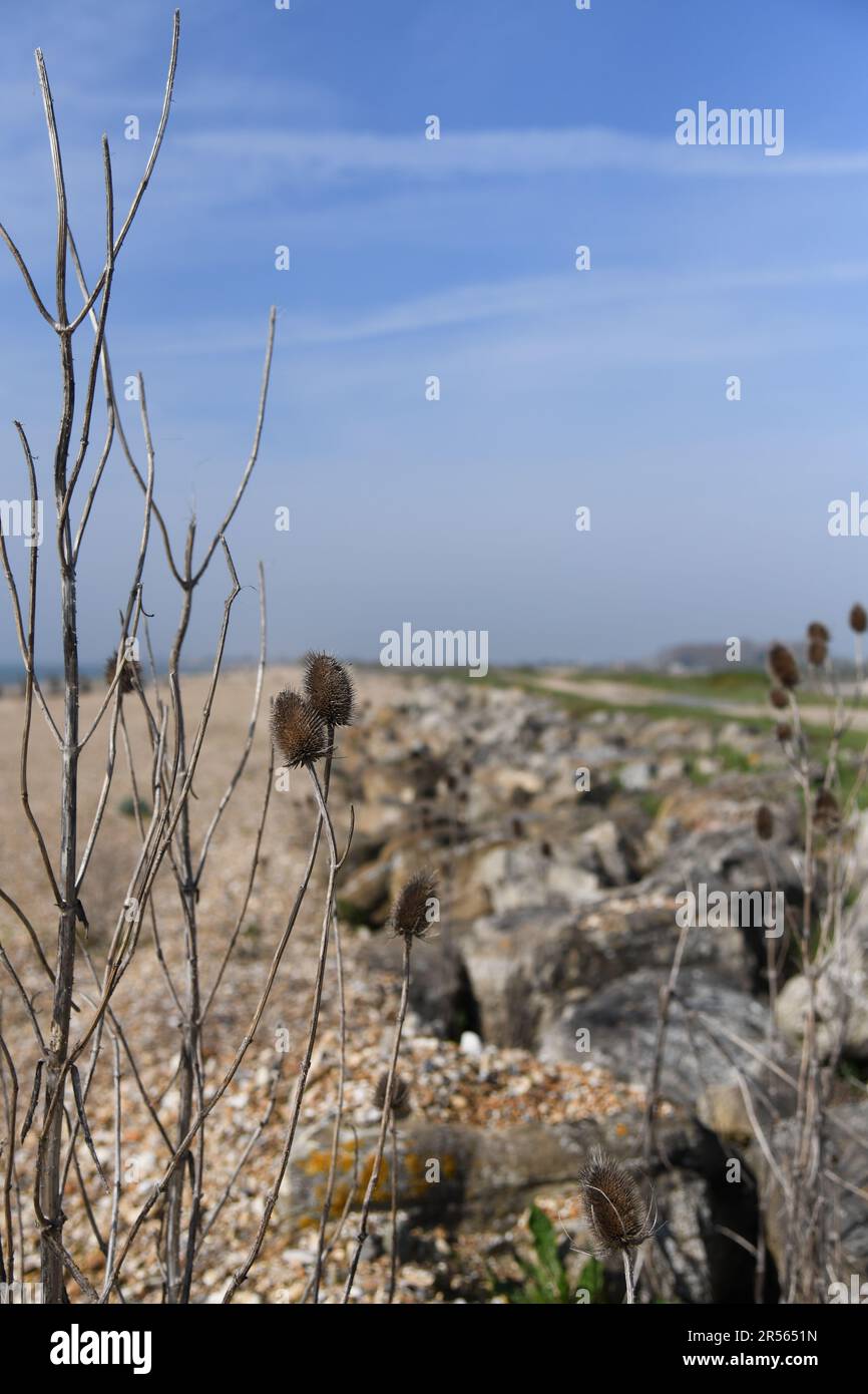Weeds on shoreline hi-res stock photography and images - Alamy