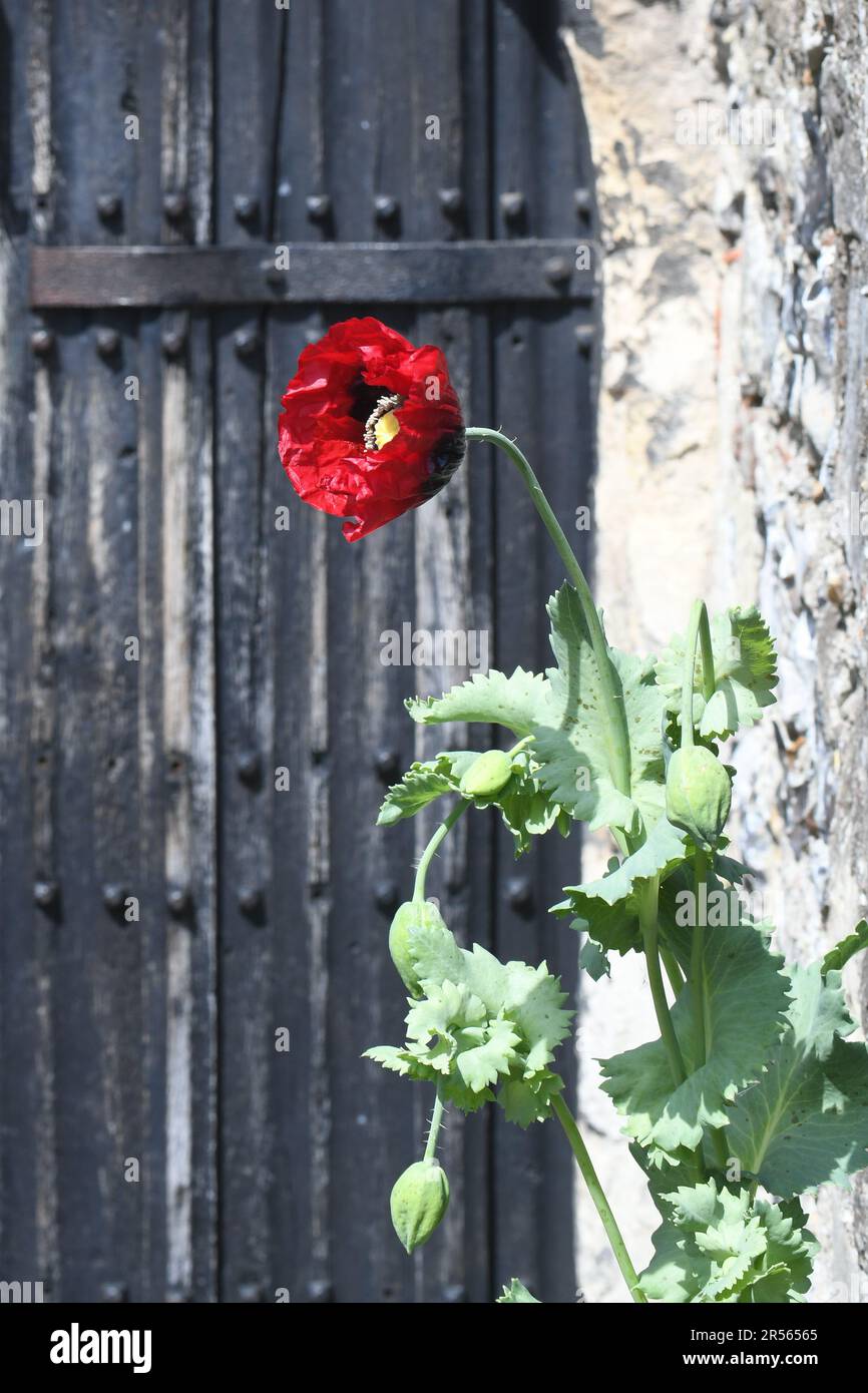 Church door poppy Stock Photo - Alamy