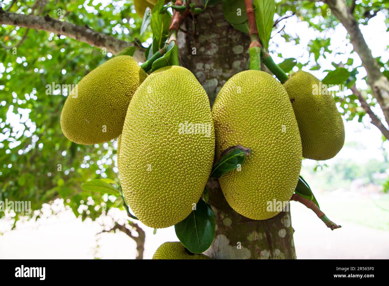 Jackfruits on a tree in the orchard. Ripe jackfruit on the tree Stock ...
