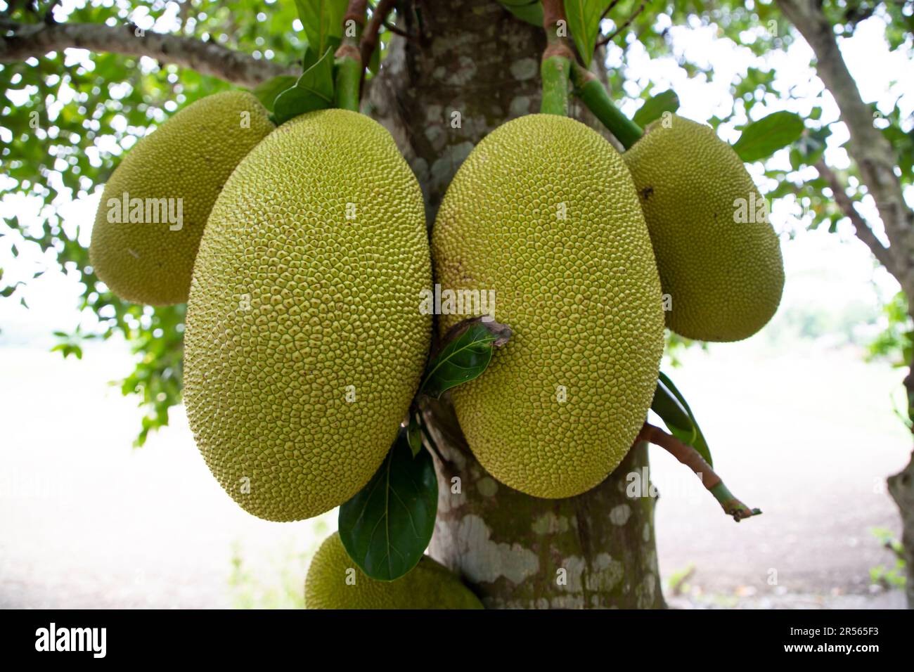 Jackfruits on a tree in the orchard. Ripe jackfruit on the tree Stock ...