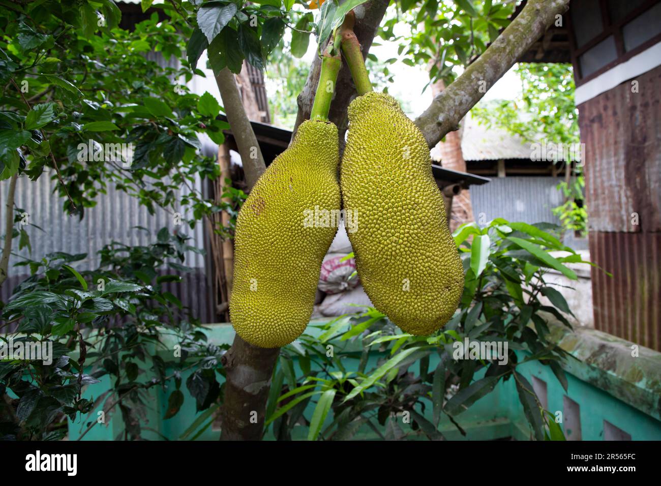 Jackfruit fruit fruits tropical hi-res stock photography and images - Alamy