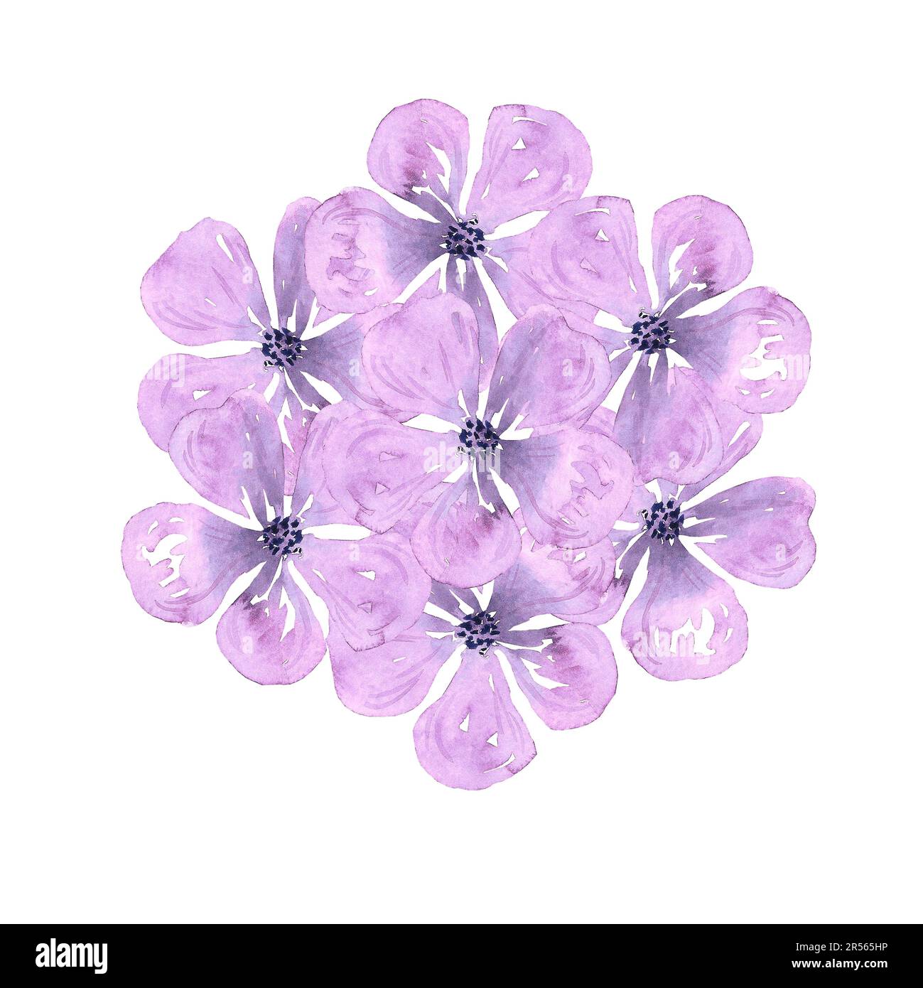 Purple abstract hydrangea blossom. Hand drawn watercolor isolated on ...