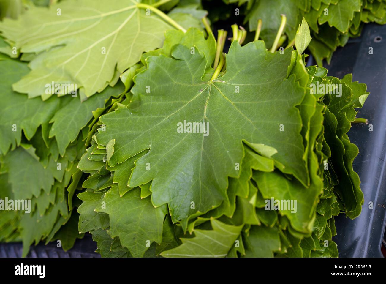 Fresh green vine leaves for sale on a market in Makedonia, Greece, used ...