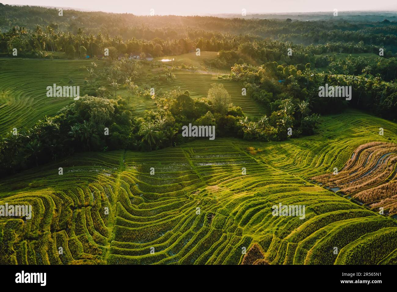 Aerial view of rice terraces with warm sunrise tones and shadows ...