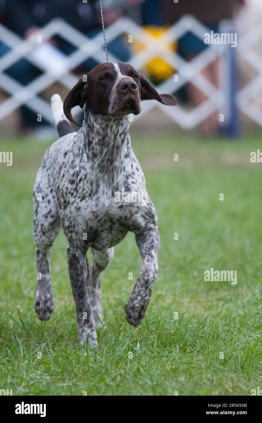 German Shorthair Pointer walking proudly towards camera Stock Photo - Alamy
