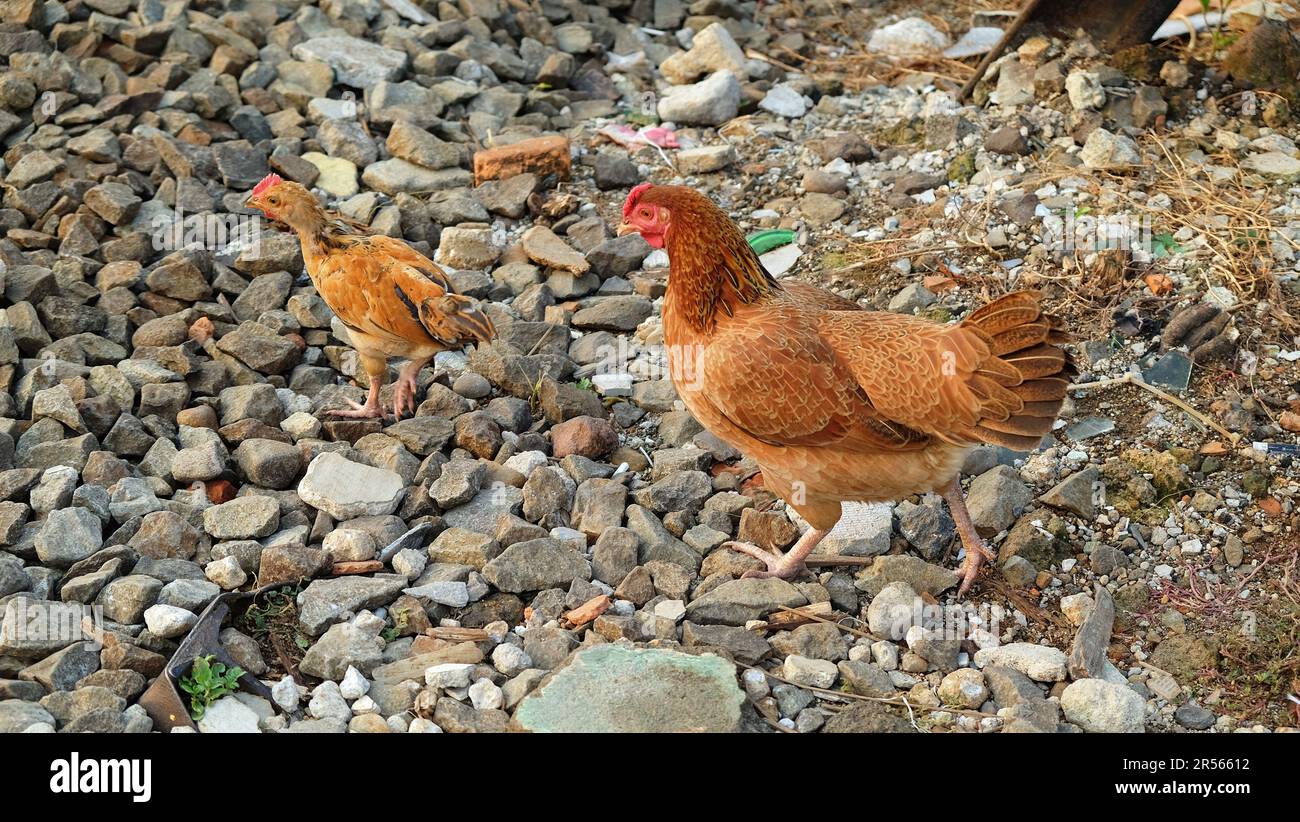 Ayam berdiri hi-res stock photography and images - Alamy
