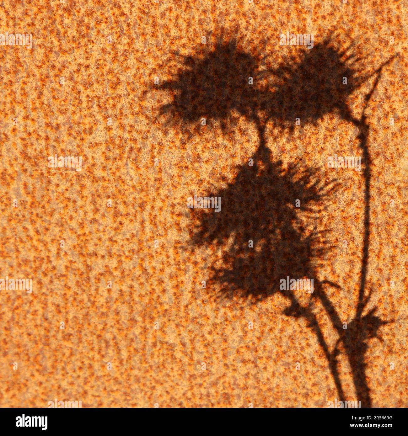 Scottish thistle painting hi-res stock photography and images - Alamy