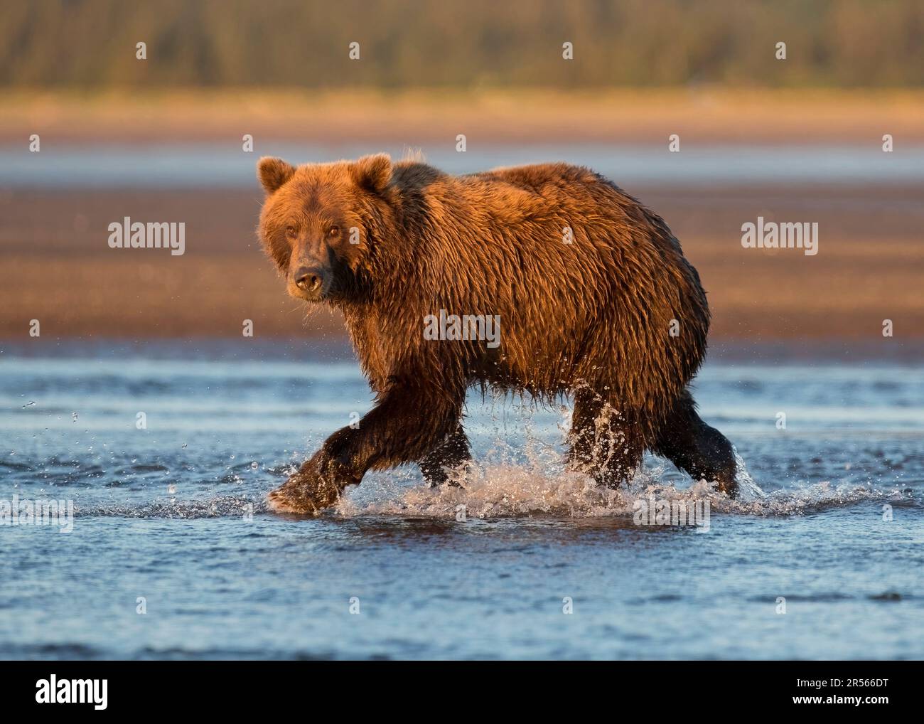 Coastal Brown Bear (Ursus arctos) running along the edge of Cook Inlet ...