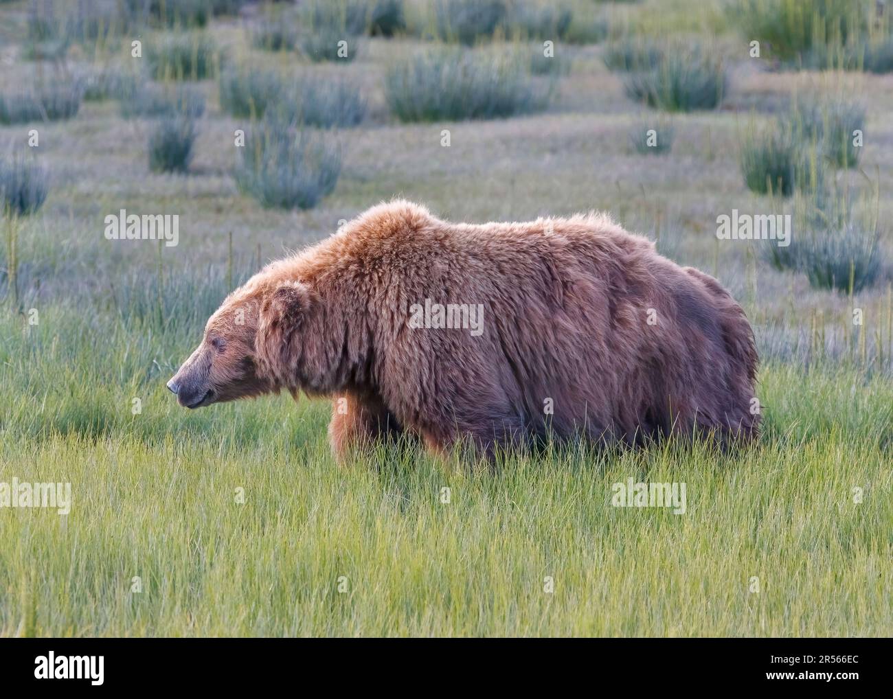 Coastal Brown Bear (Ursus arctos) standing in a meadow, Silver Salmon ...