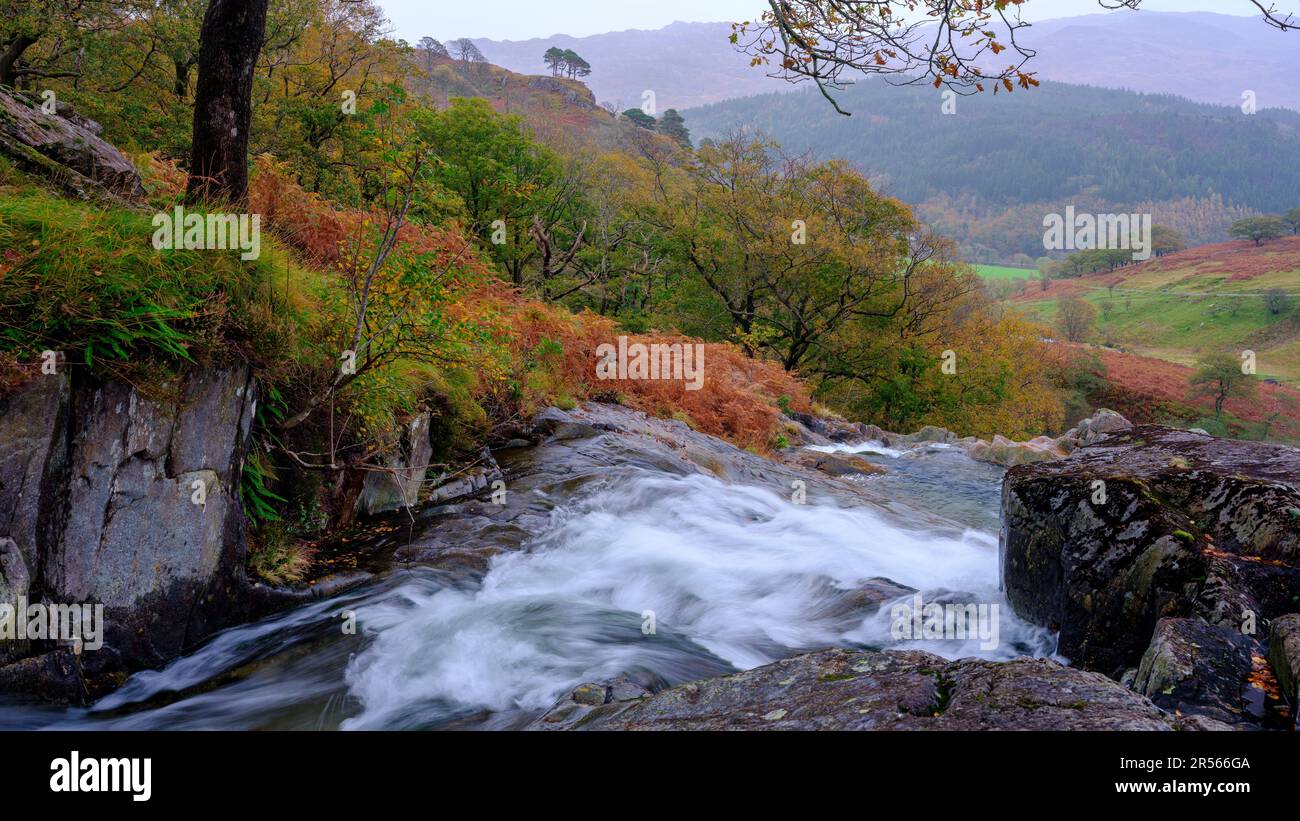 Hafod forest hi-res stock photography and images - Alamy
