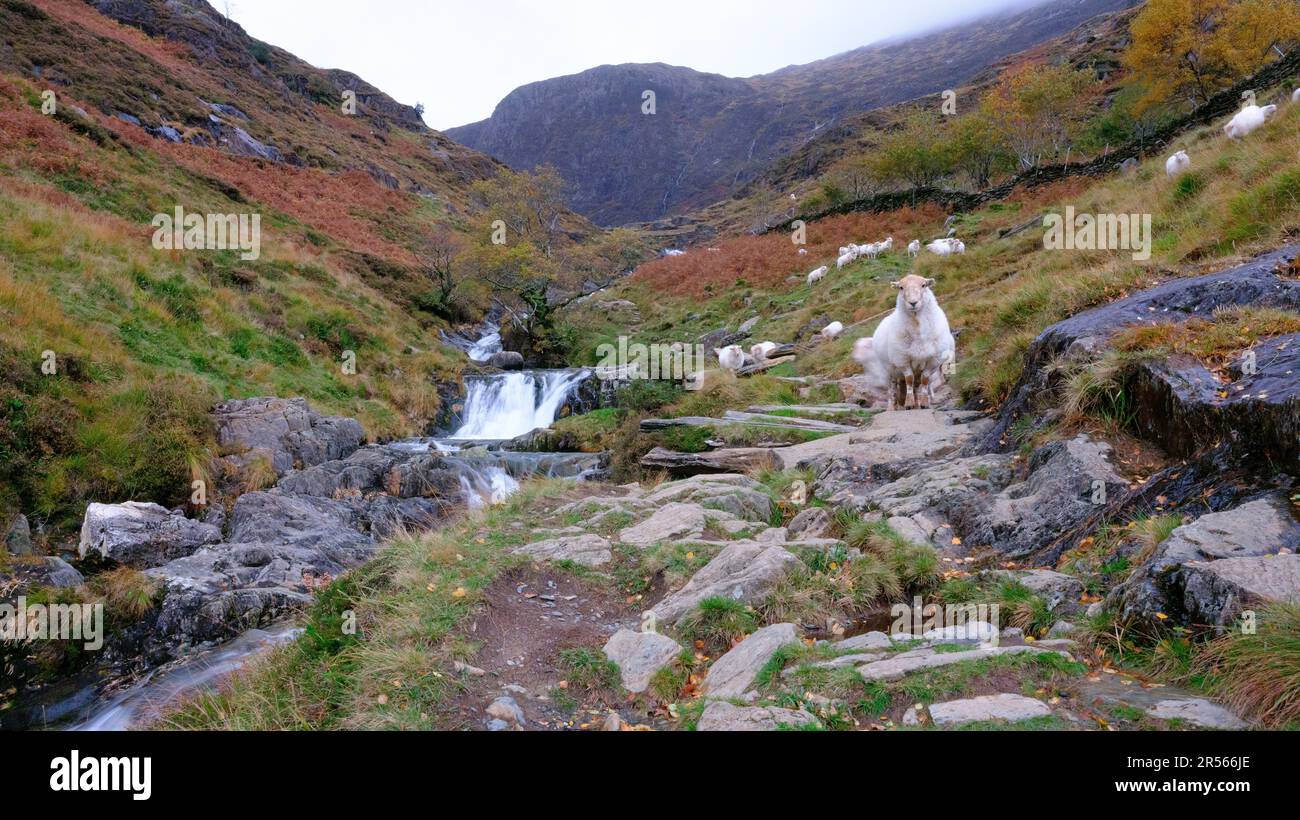 Snowdonia, Wales - November 1, 2022: The waterfalls above Hafod-y-llan ...