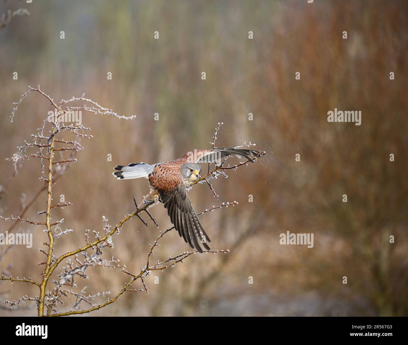 Flying frost hi-res stock photography and images - Alamy