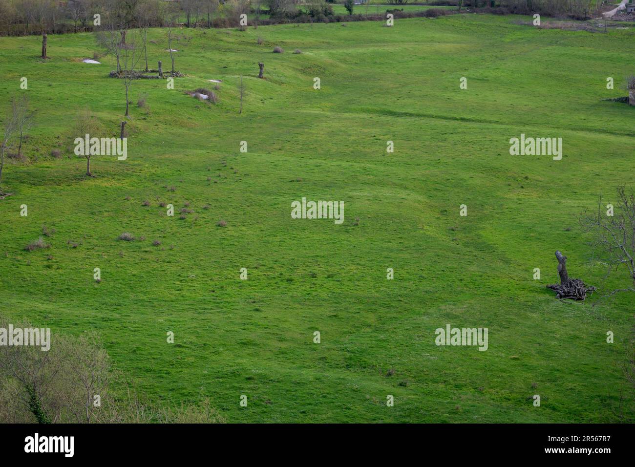 Abundant green grass meadow after the rains on irregular terrain with ...
