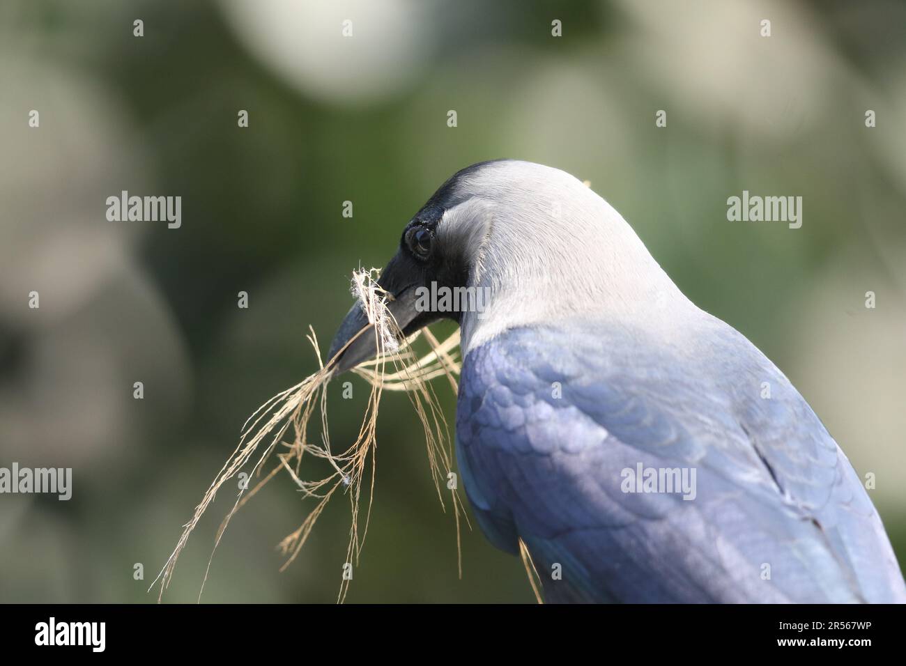 A crow (pronounced /ˈkroʊ/) is a bird of the genus Corvus, or more ...
