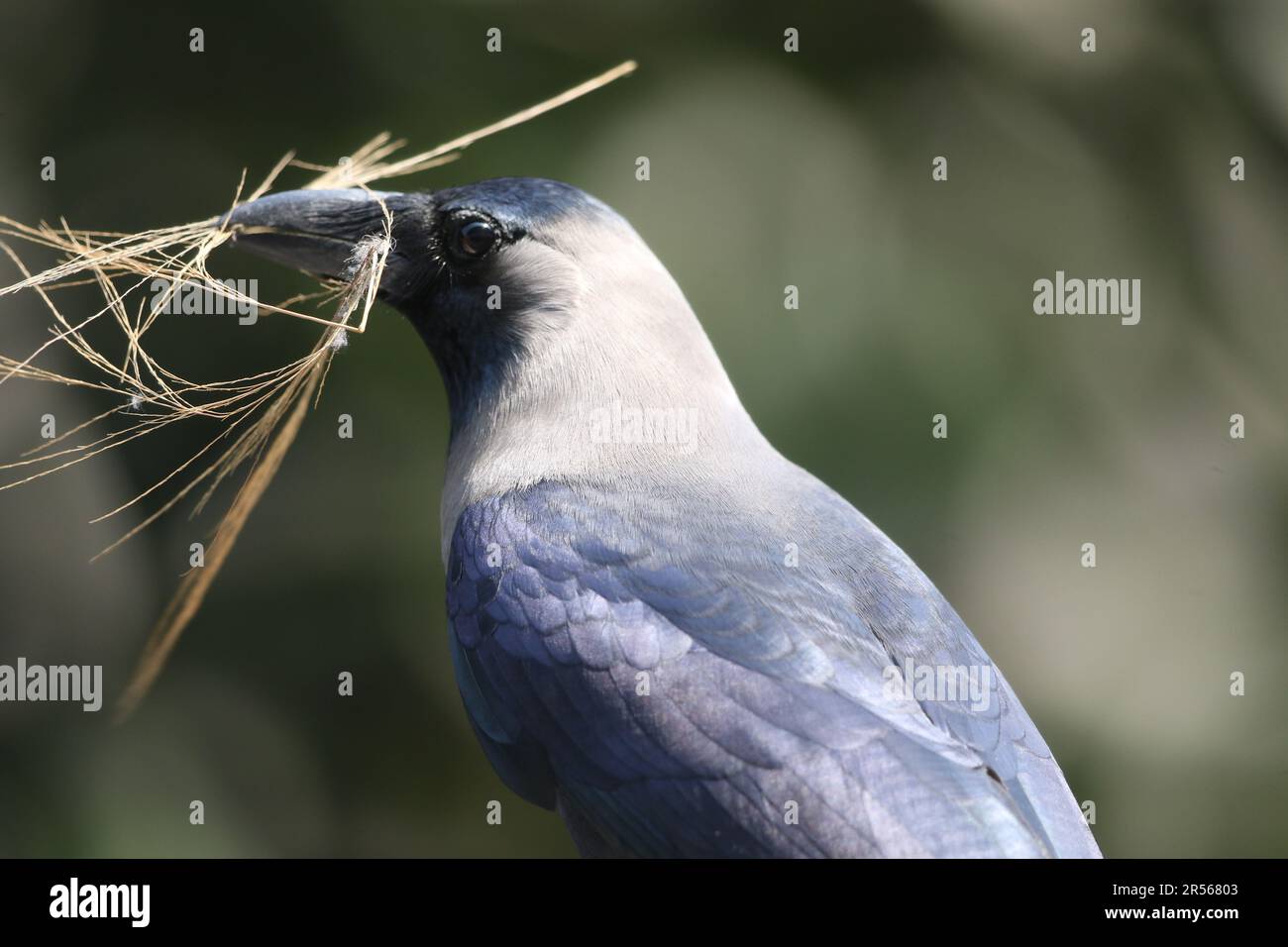 Pronounced animal hi-res stock photography and images - Alamy